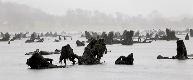 Save the Unique Inland River Forest Delta on the River Lee in Southern ...