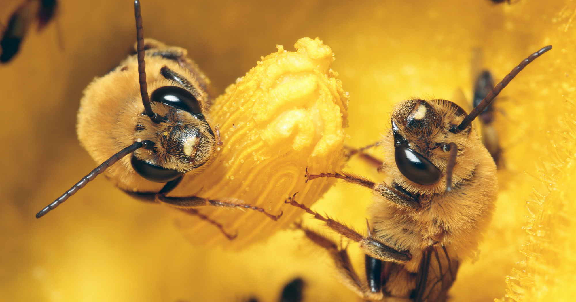Bayer and Syngenta: Stop suppressing bee research!