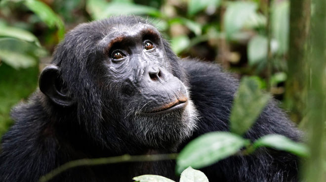 Help demand that Cadbury stop funding rainforest destruction