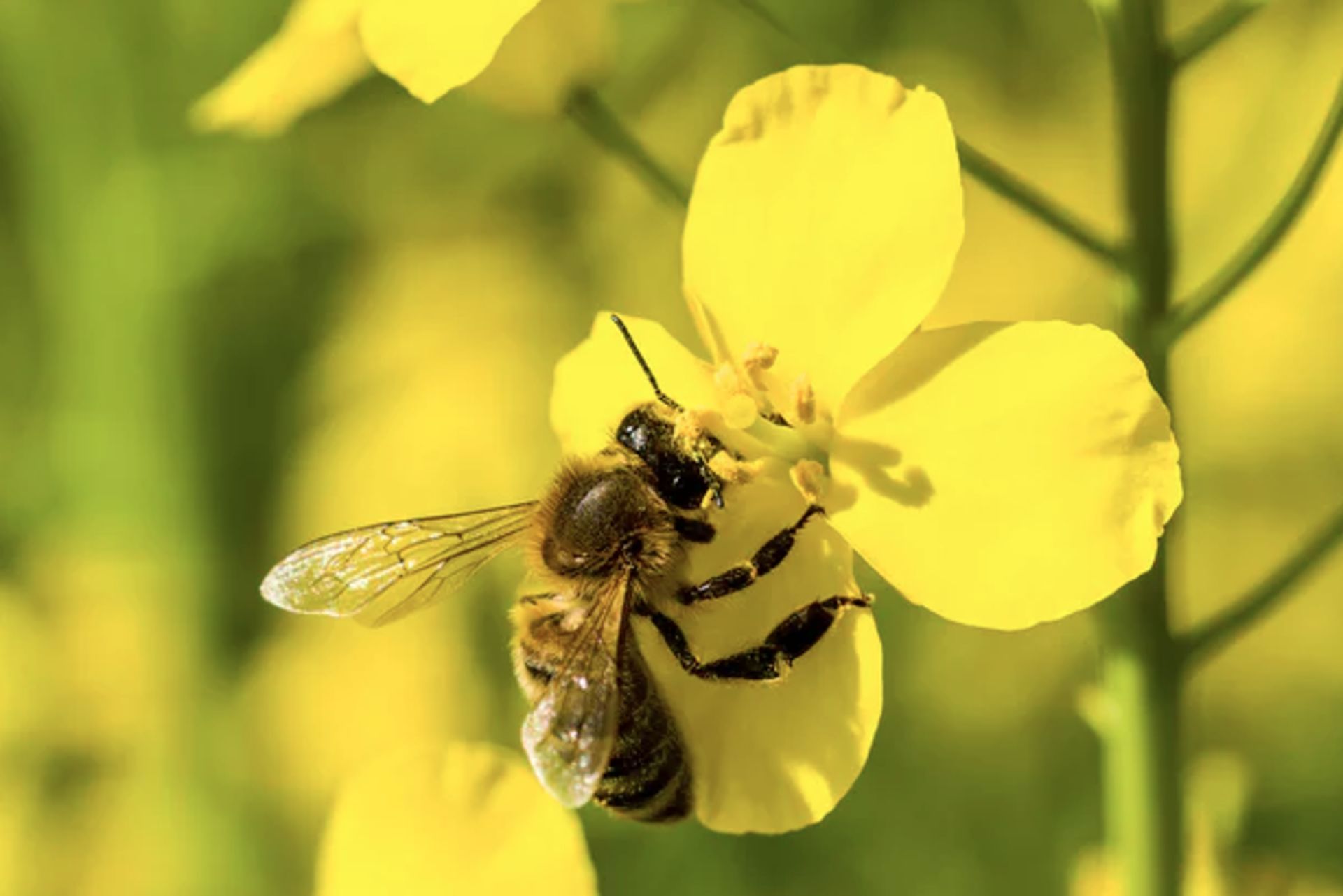 Make your borough go pesticide free!