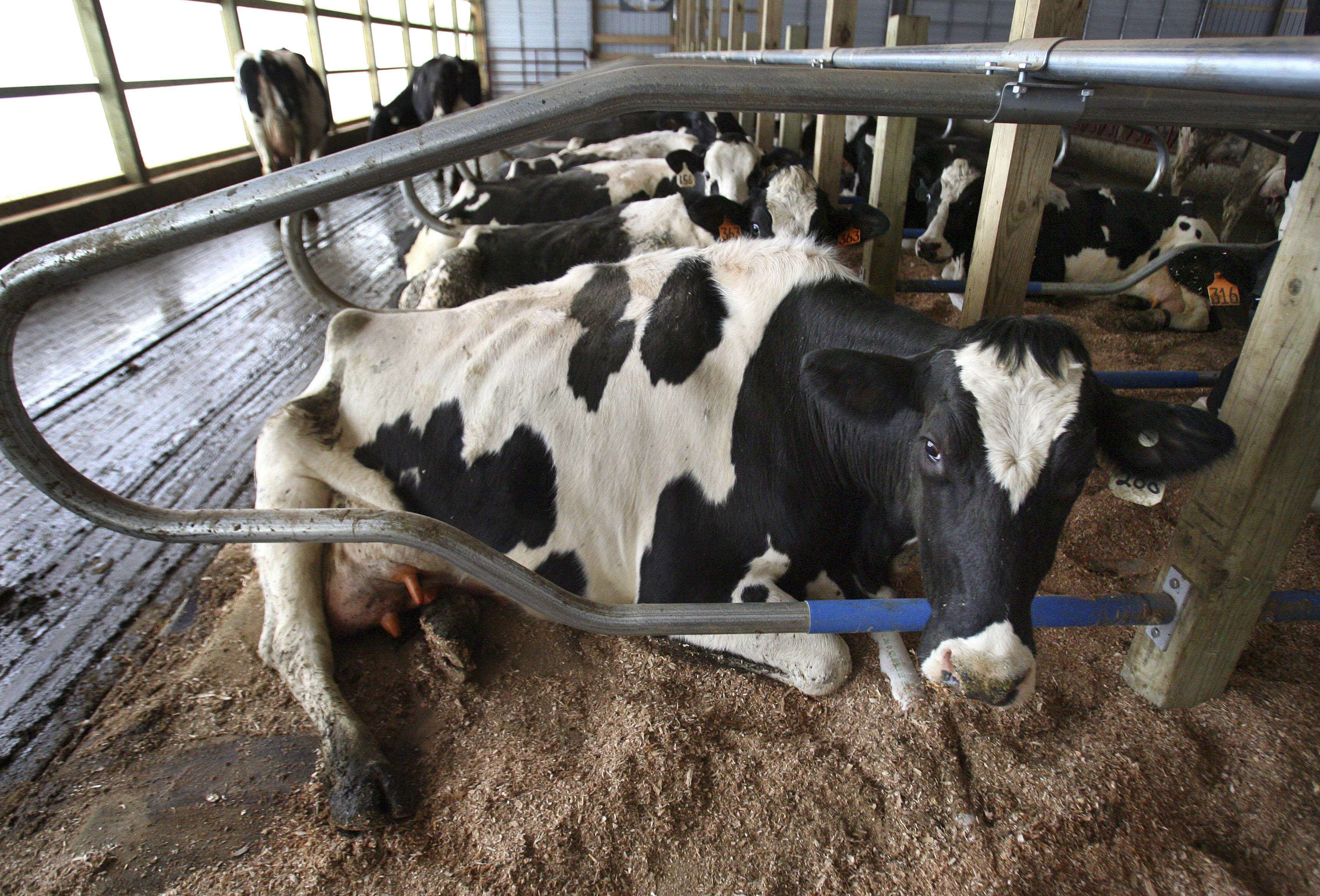 Lidl, Co-op, Waitrose: stop sourcing beef from vile industrial farms!