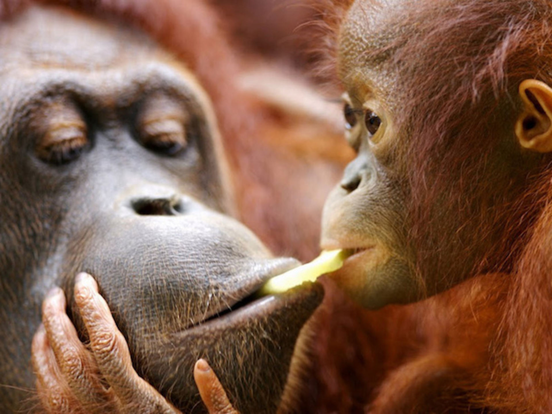 Retten Sie die Orang-Utans! Retten Sie die Orang-Utans!