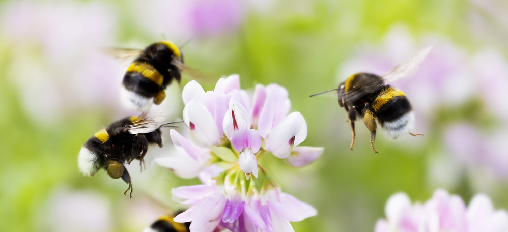 Chip in to win the vote for bees!