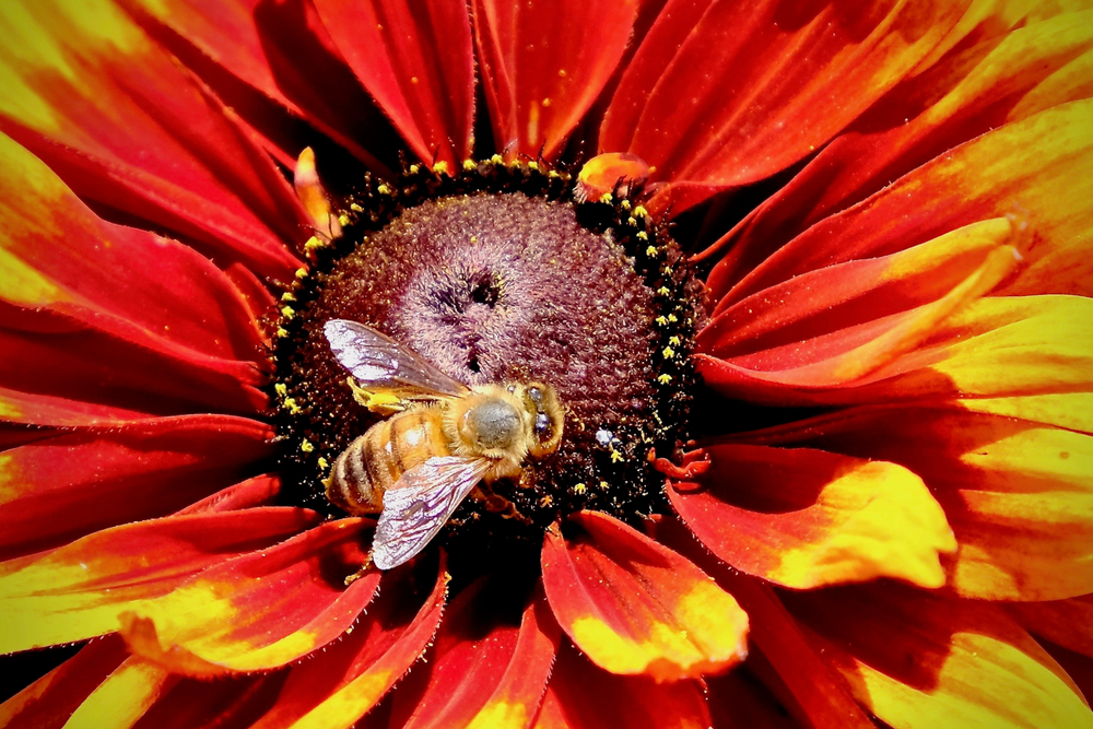 Save the bees in Canada!