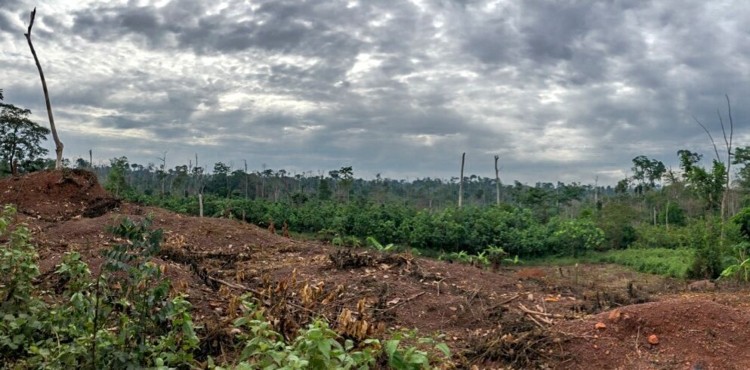 Cadbury/Mondelez: Support agroforestry cocoa, not deforestation!