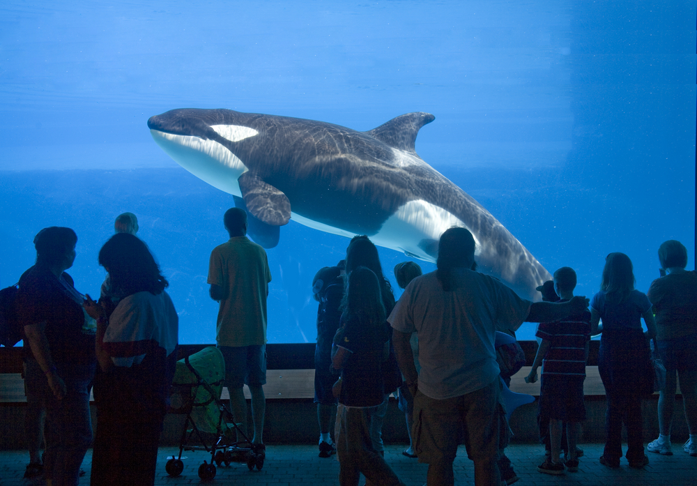 SeaWorld needs to give orcas a real retirement