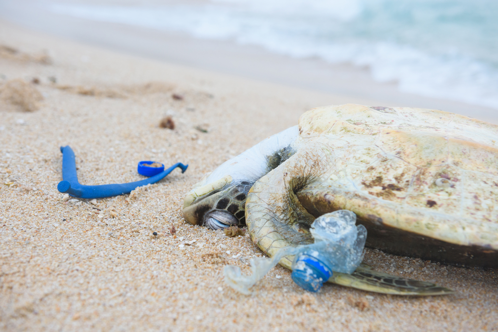 Stop FAKE plastic recycling now!