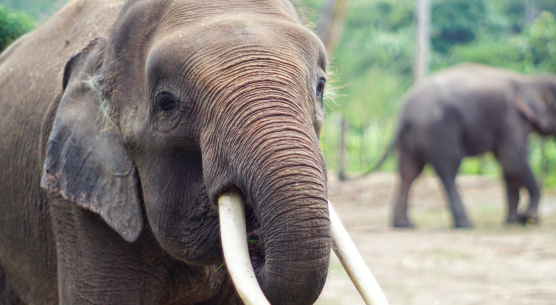 KFC and Pizza Hut: take deforestation off the menu!