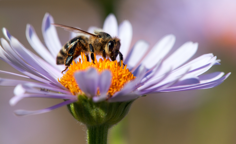 Help protect the bees