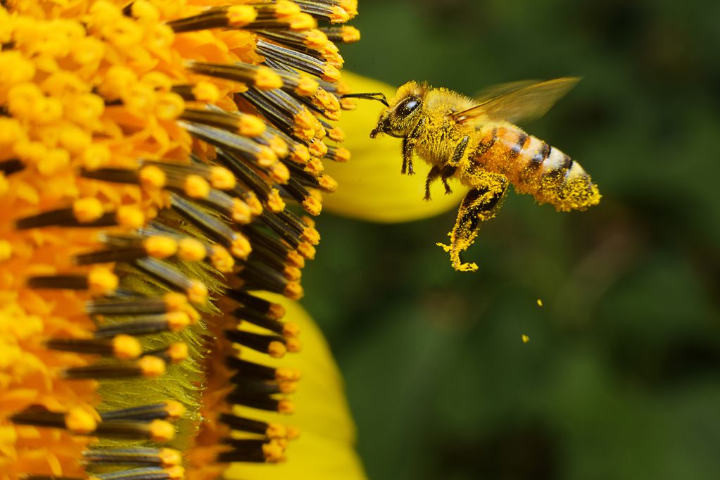 Chip in to protect the bees from Bayer