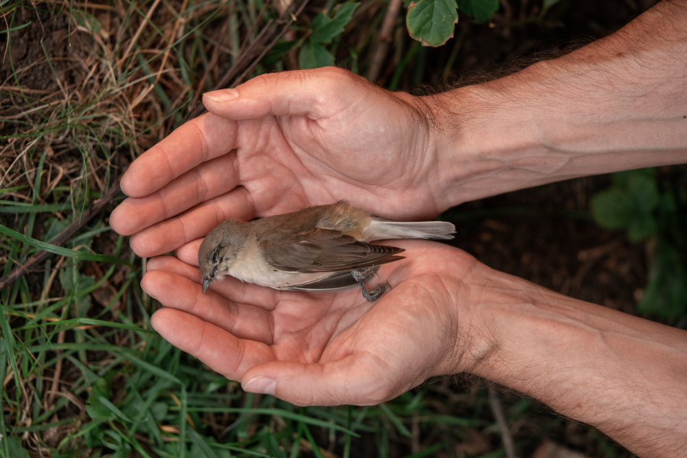 Save our birds from deadly corporate pesticides