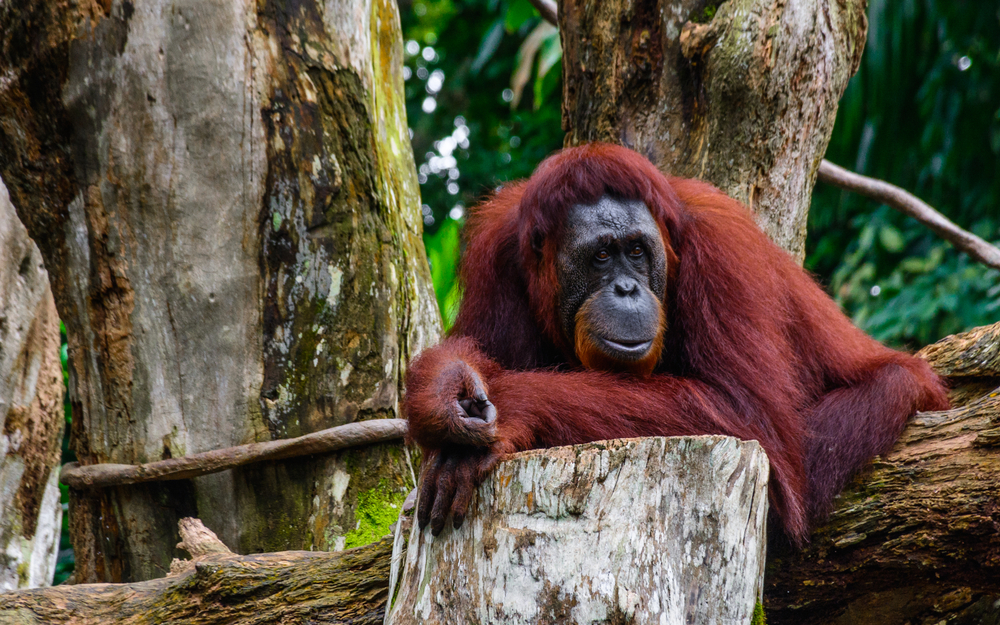 KFC and Pizza Hut: take deforestation off the menu!