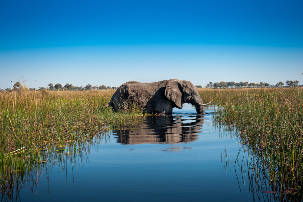 Defend the Kavango Basin
