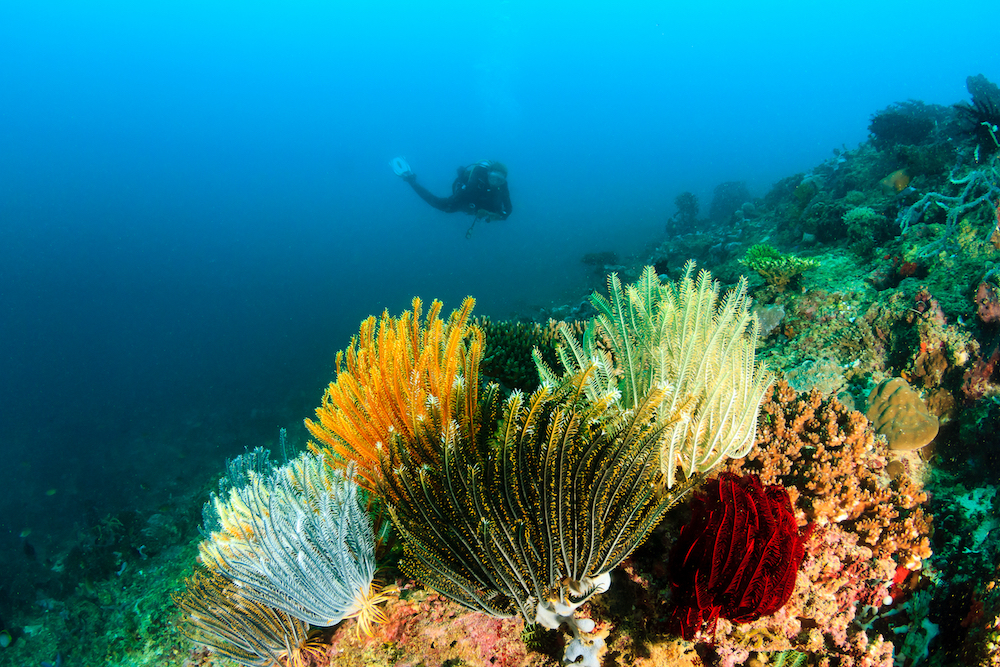 Help bring dying coral reefs back to life