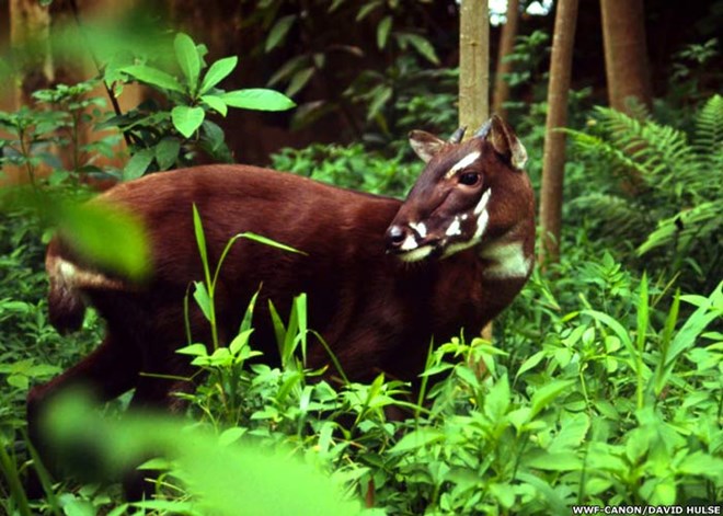 Save the Saola