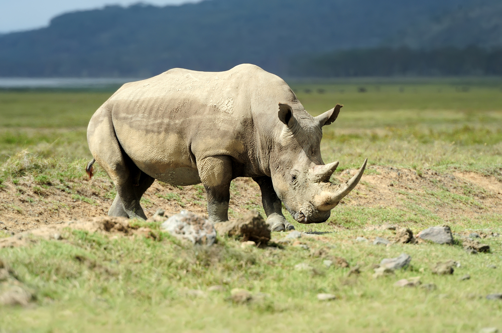 Let's create a rhino conservancy!