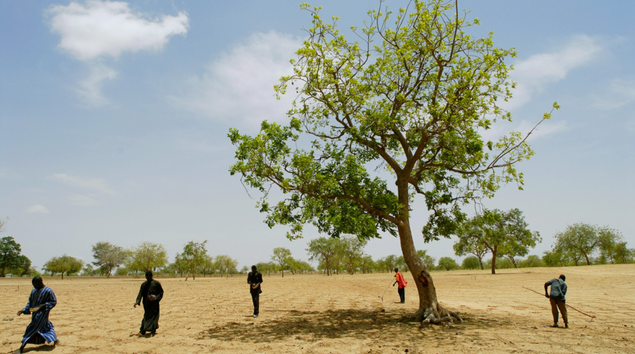 Chip in to spark a tree-planting revolution in Ghana