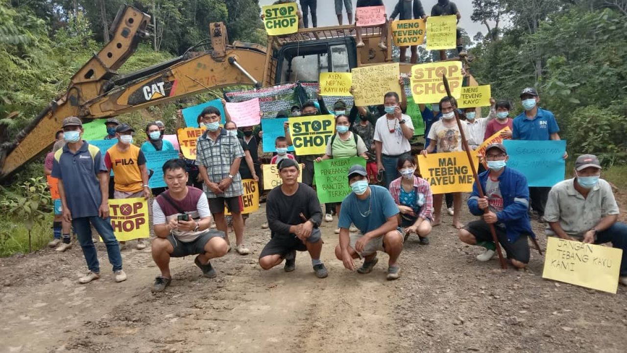 Mettons Fin à La Déforestation Des Majestueuses Forêts Tropicales De
