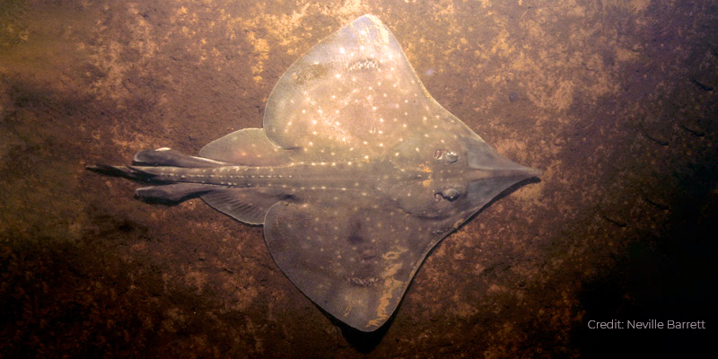 Supermarkets: stop supporting extinction & protect the Maugean Skate Supermarkets: stop supporting extinction & protect the Maugean Skate