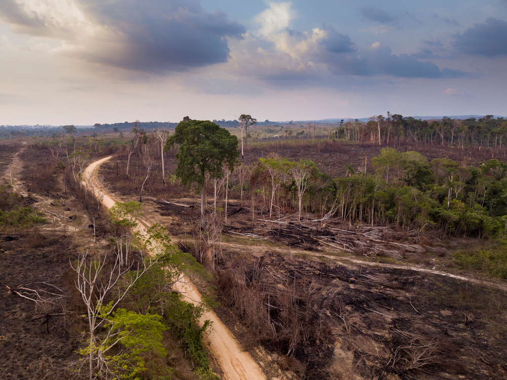 Amazon leaders: you must commit to ZERO deforestation