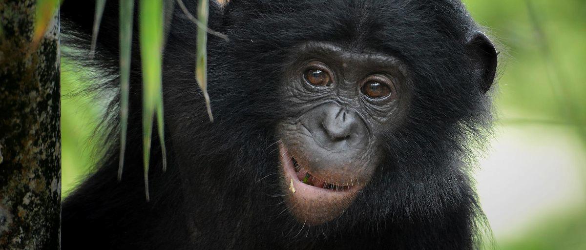 Ein Regenwald-Schutzgebiet für Bonobos