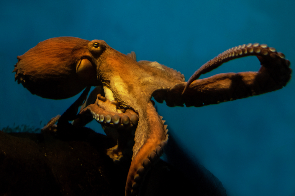 Stop the world's first octopus farm - before it's too late