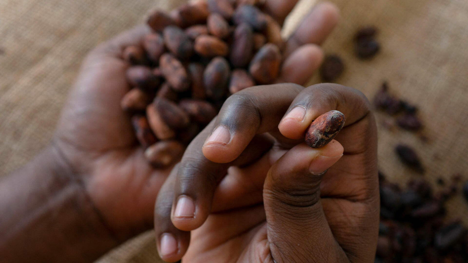 Mars and Lindt: No more child labour in chocolate