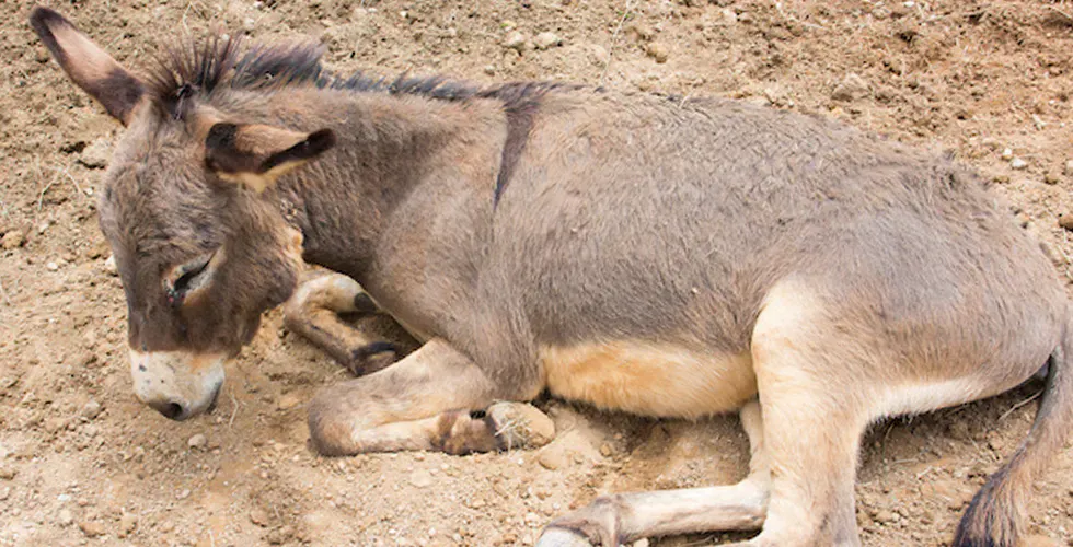 Ban the donkey torture trade