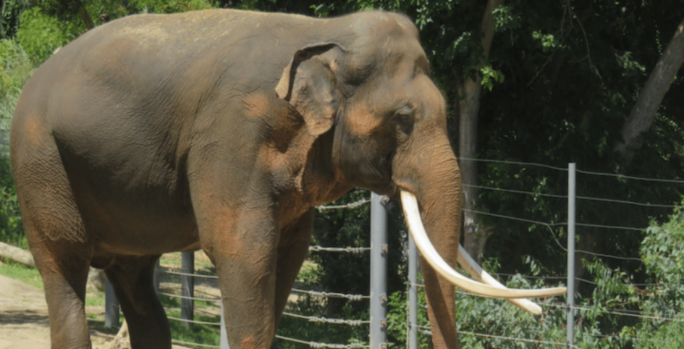 Free Billy the elephant from LA Zoo