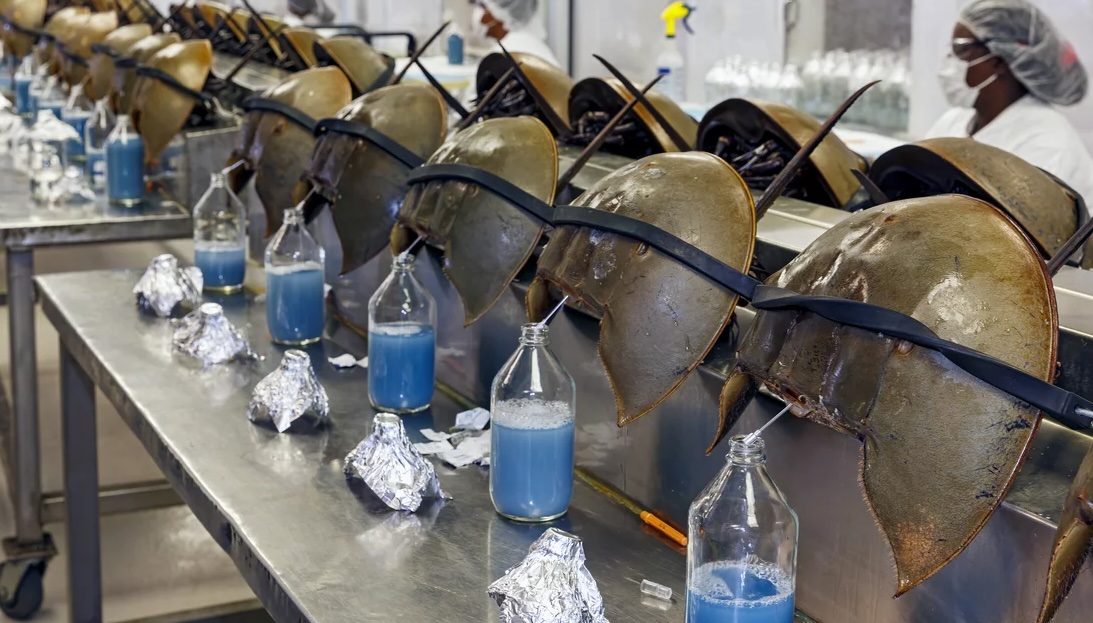 Stop the horseshoe crab torture labs