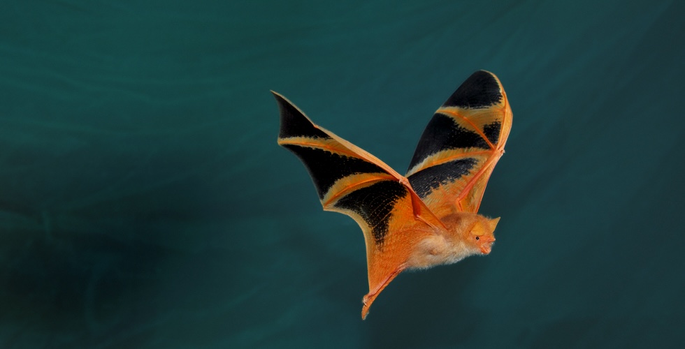 Save the painted woolly bats