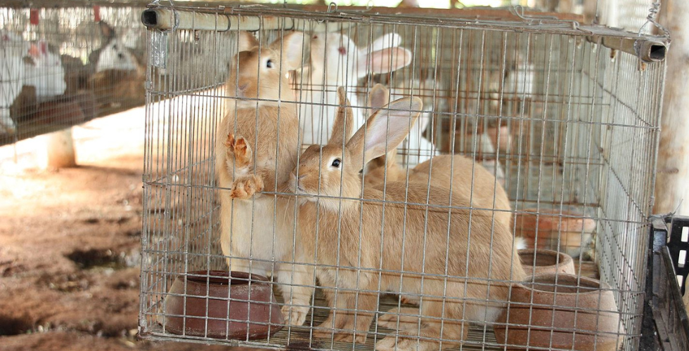 EU Commission: stop caged rabbit farming