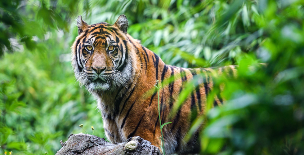 Protect tiger forests!