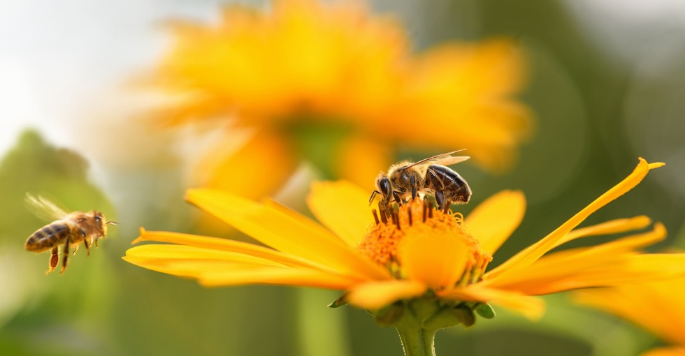 Let's help bee-defenders win in court