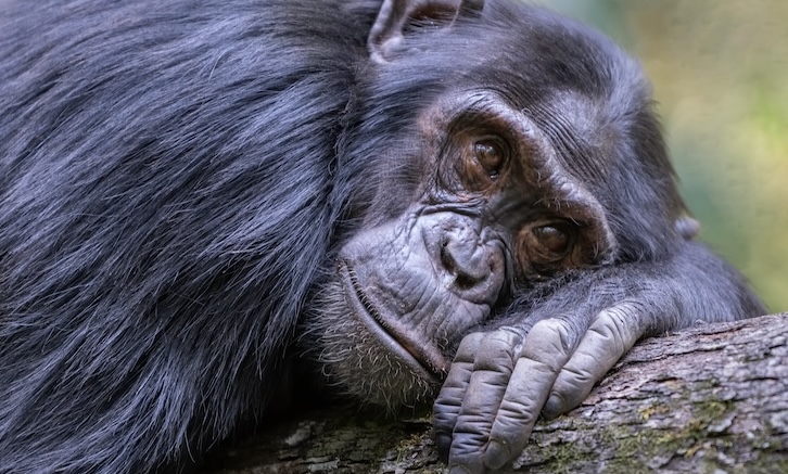 Spanish lawmakers: protect the great apes!